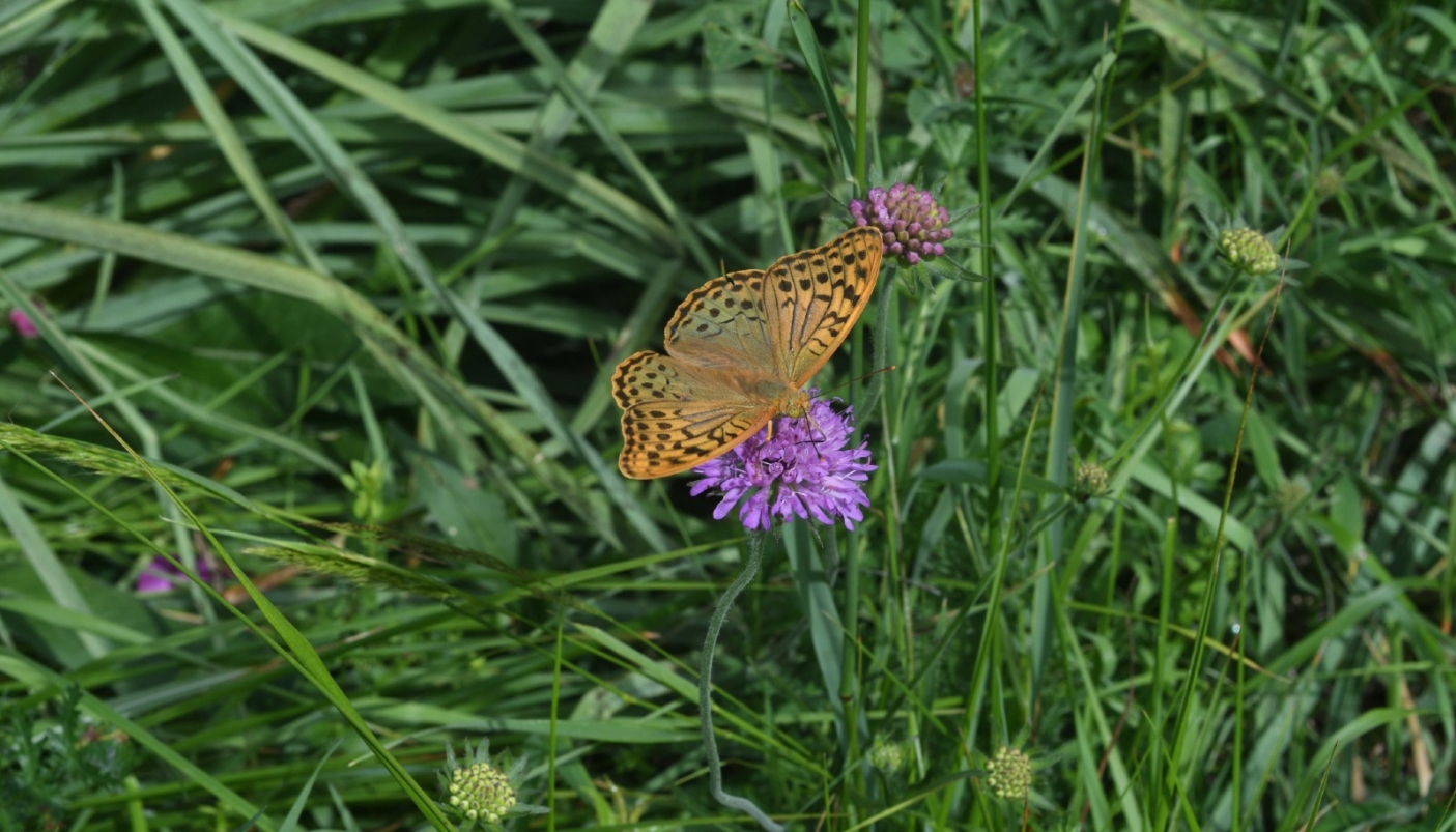 Fotografata in Appennino la farfalla cardinale